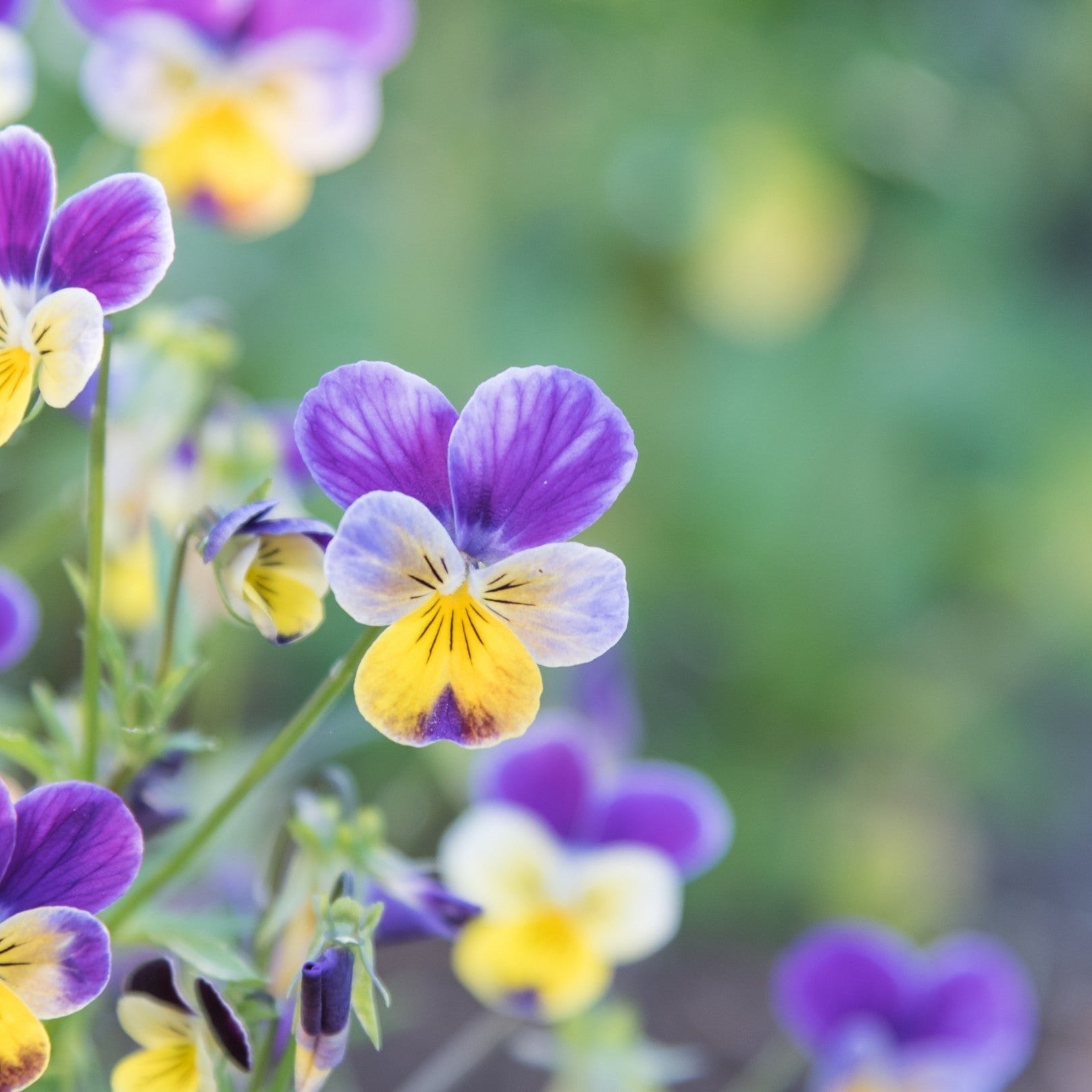 Johnny Jump Up Viola – Set Apart Farm & Gardens