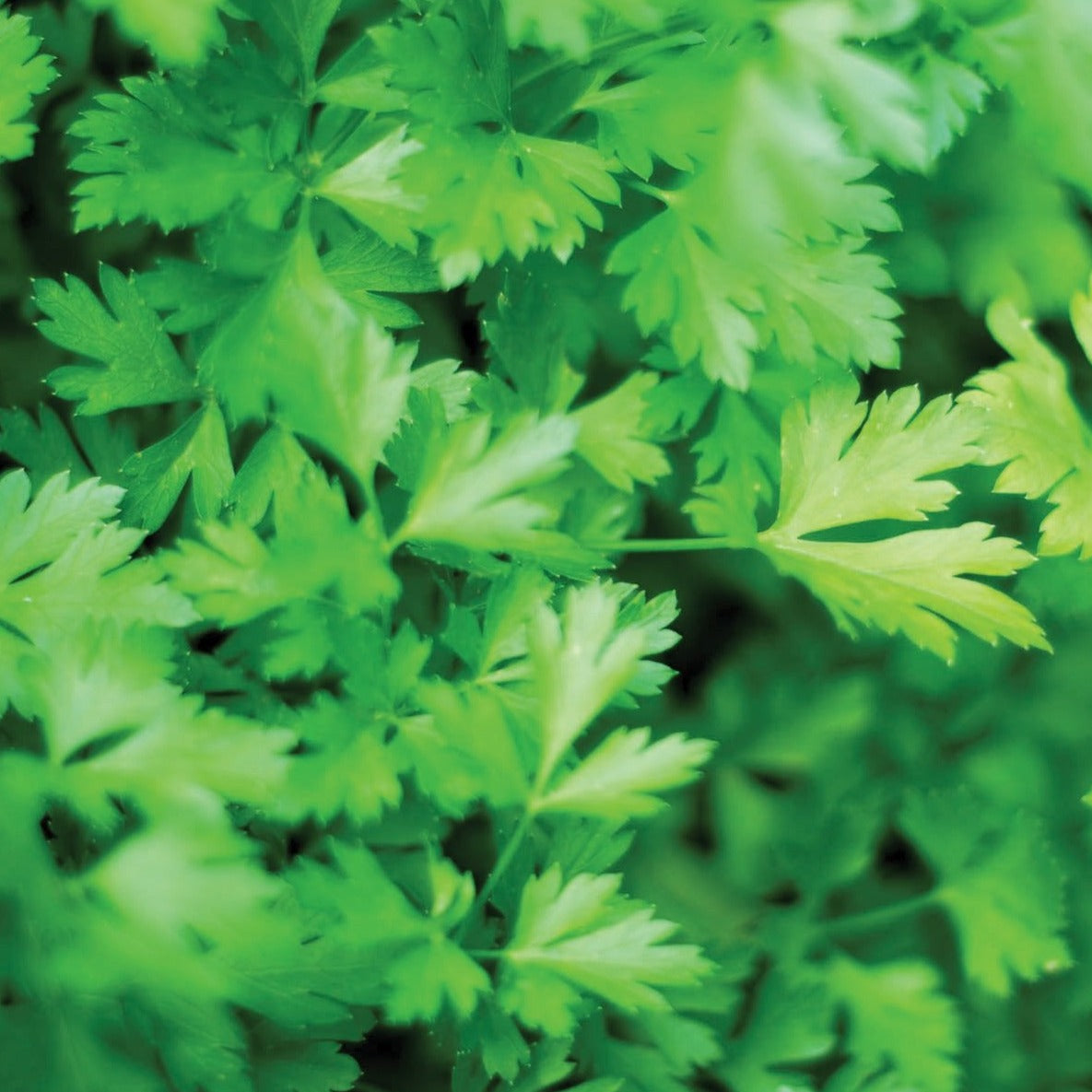 Dark Green Flat Leaf Parsley – Set Apart Farm & Gardens